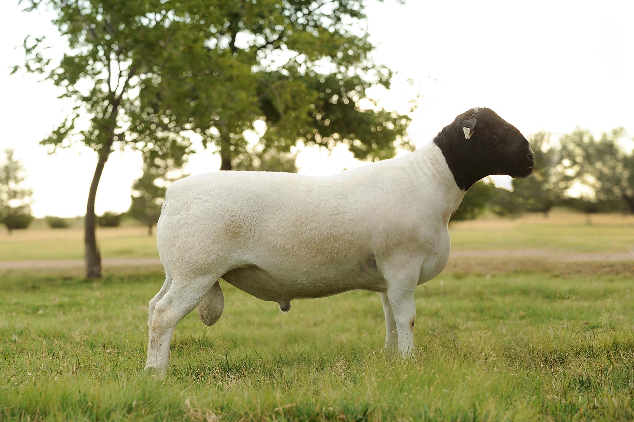 Registered Dorper Rams - Everything We Offer - Tule Creek Dorpers ...