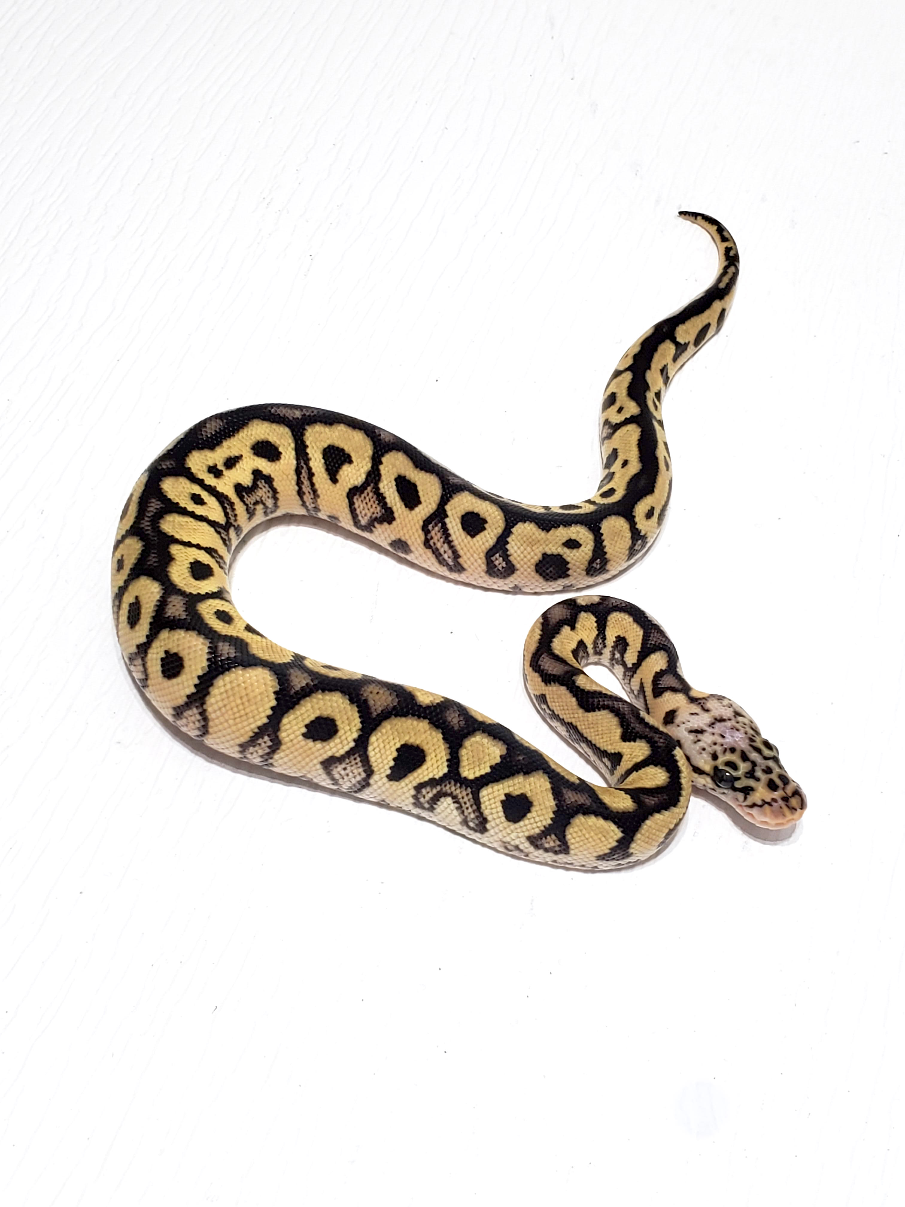 Pastel Spotnose Clown - Ball Pythons - Lunar Exotic Reptiles | Python ...