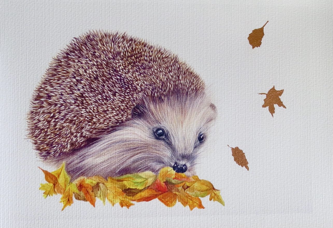 Colored Pencil European hedgehog *A5 Print* Drawing & Illustration etna ...