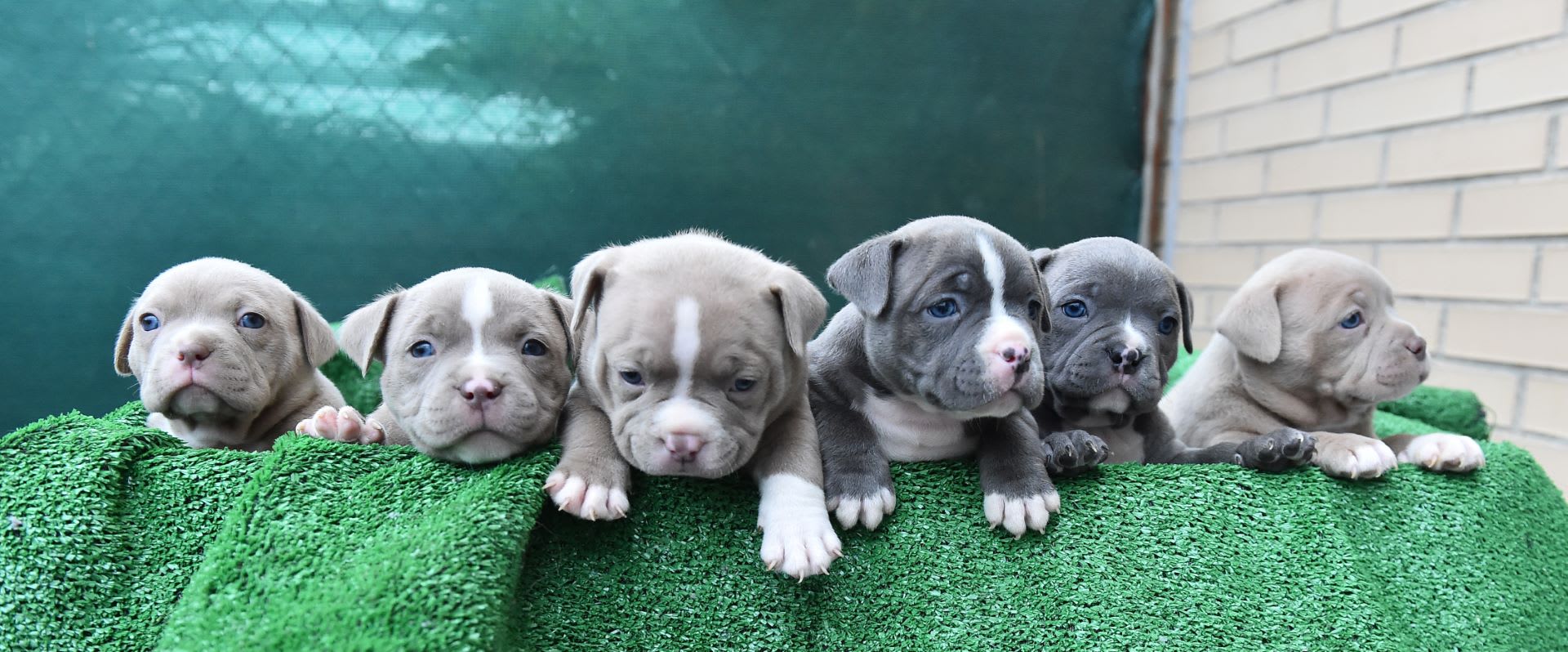 VLR Cuddle Pups Frenchies, Poodles and Poms - Puppy Breeder in Winchester
