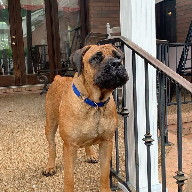 Top Boerboel Breeder in Tennessee - Ambassador Boerboels - Best ...