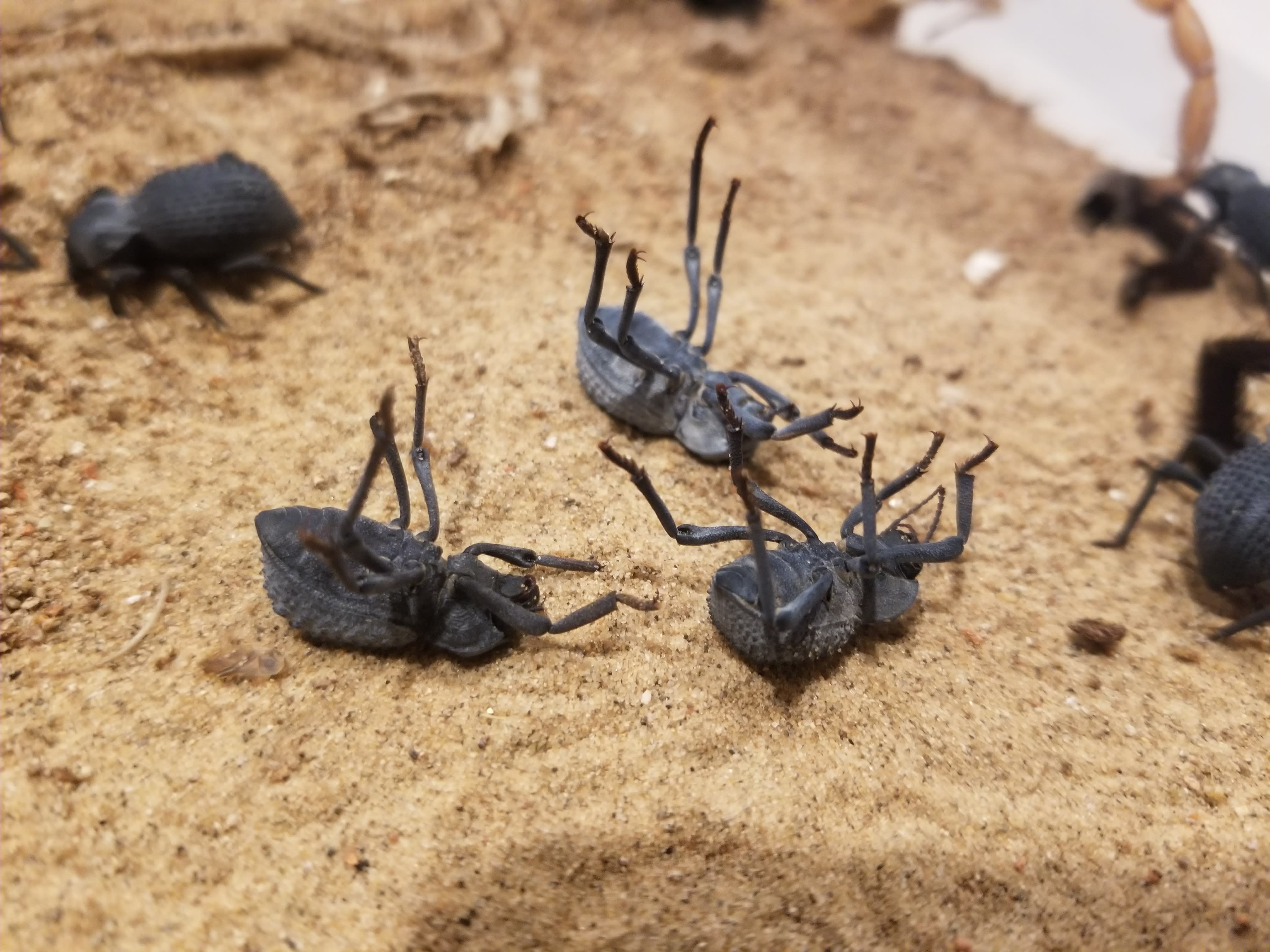 A Different Perspective on Bugs - Blue Death Feigning Beetles ...