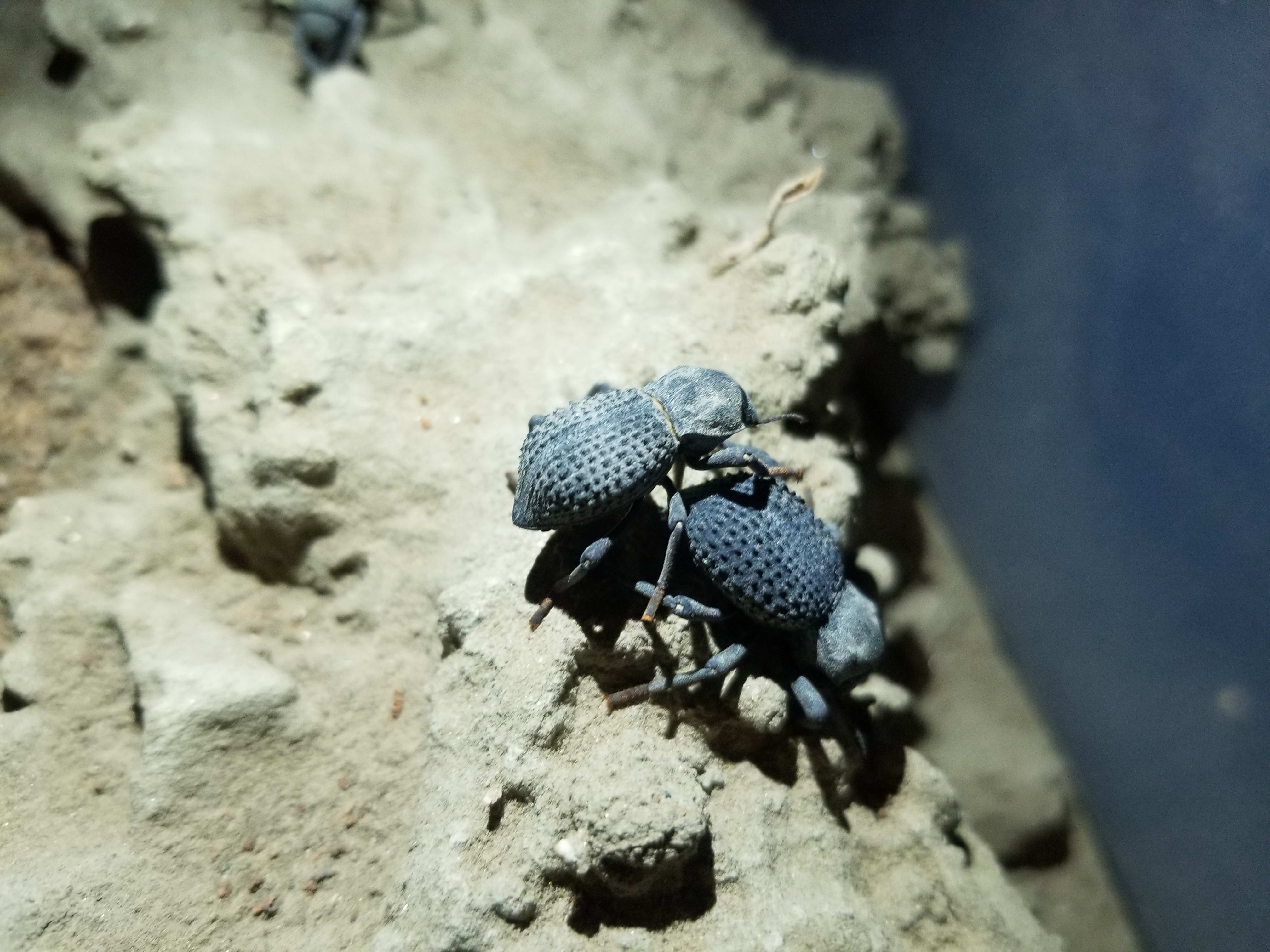 About Blue Death Feigning Beetles Blue Death Feigning Beetles