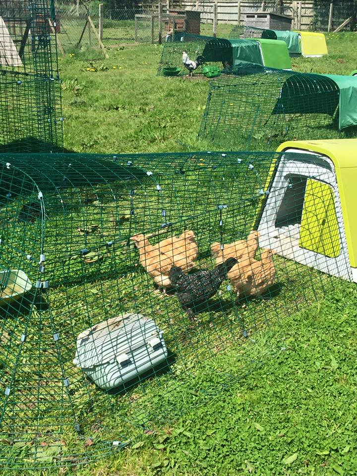 Chicken Boarding - Poultry Services - Blackwater Traditional Rare ...