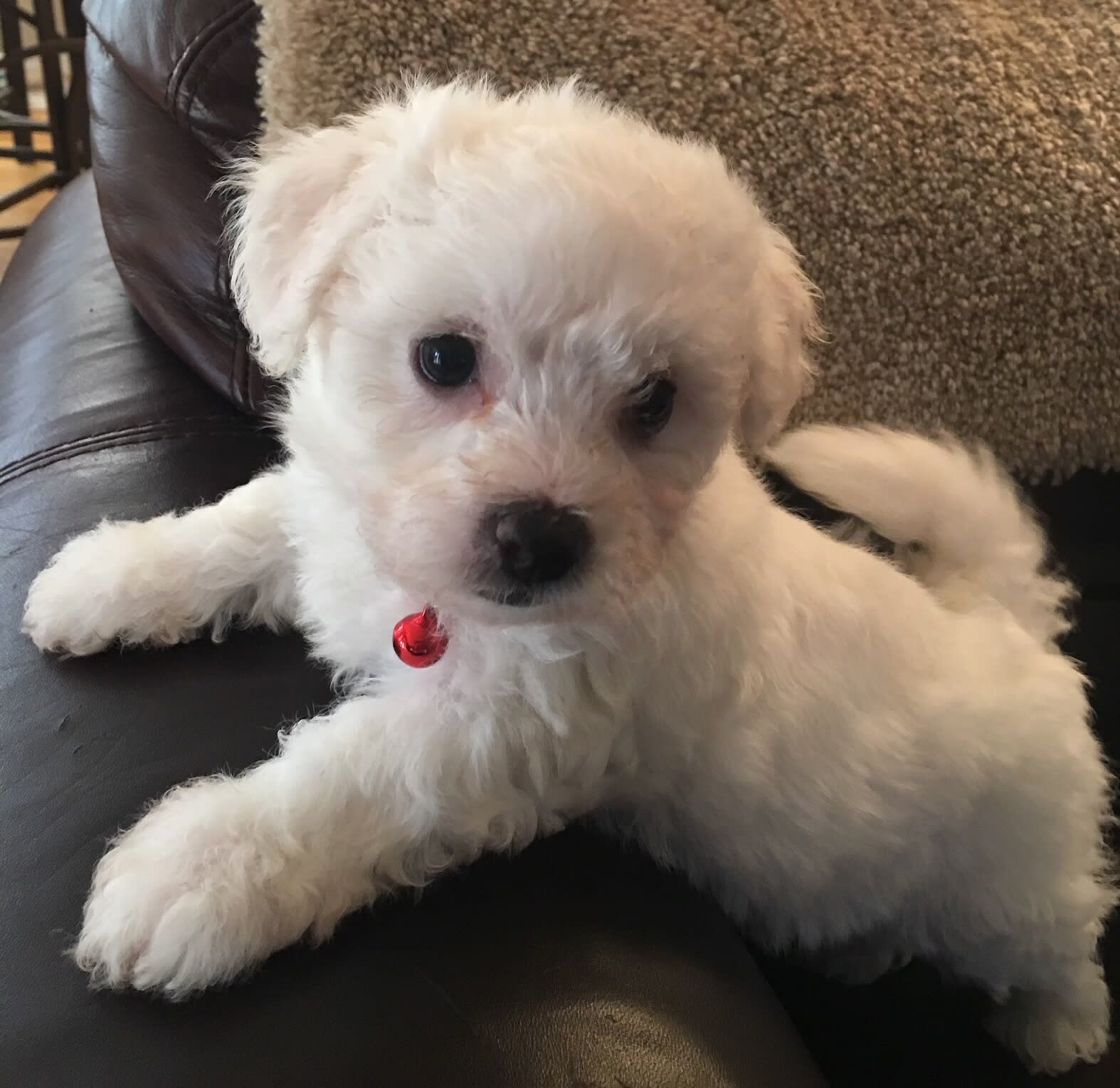 Professional Breeding - Marillyn's Bichon Puppies - Dog Breeder in ...