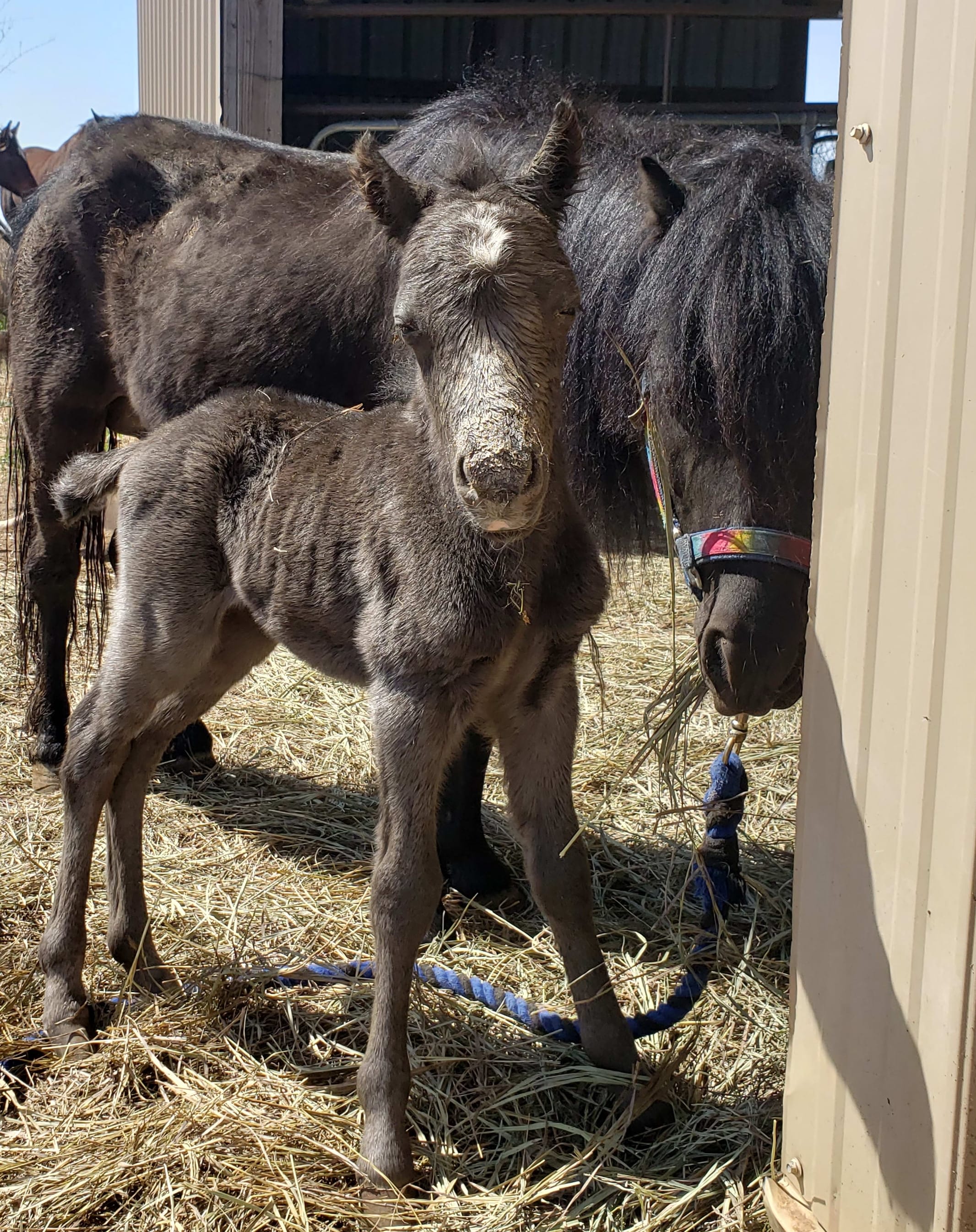 Turn The Page RR - Horses and ponies for sale - The Rattlesnake Ranch ...