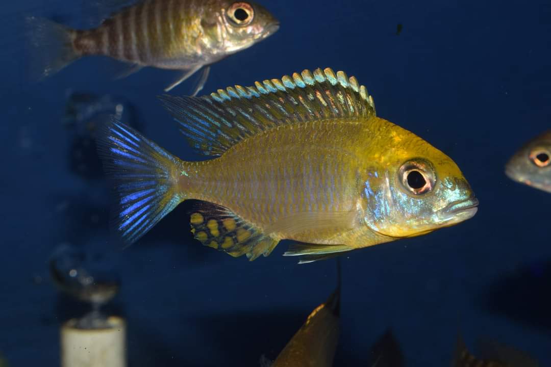 Lethrinops sp. 'Gold' Harbour Island 7-9 cm - Haps & Peacocks - K&C ...