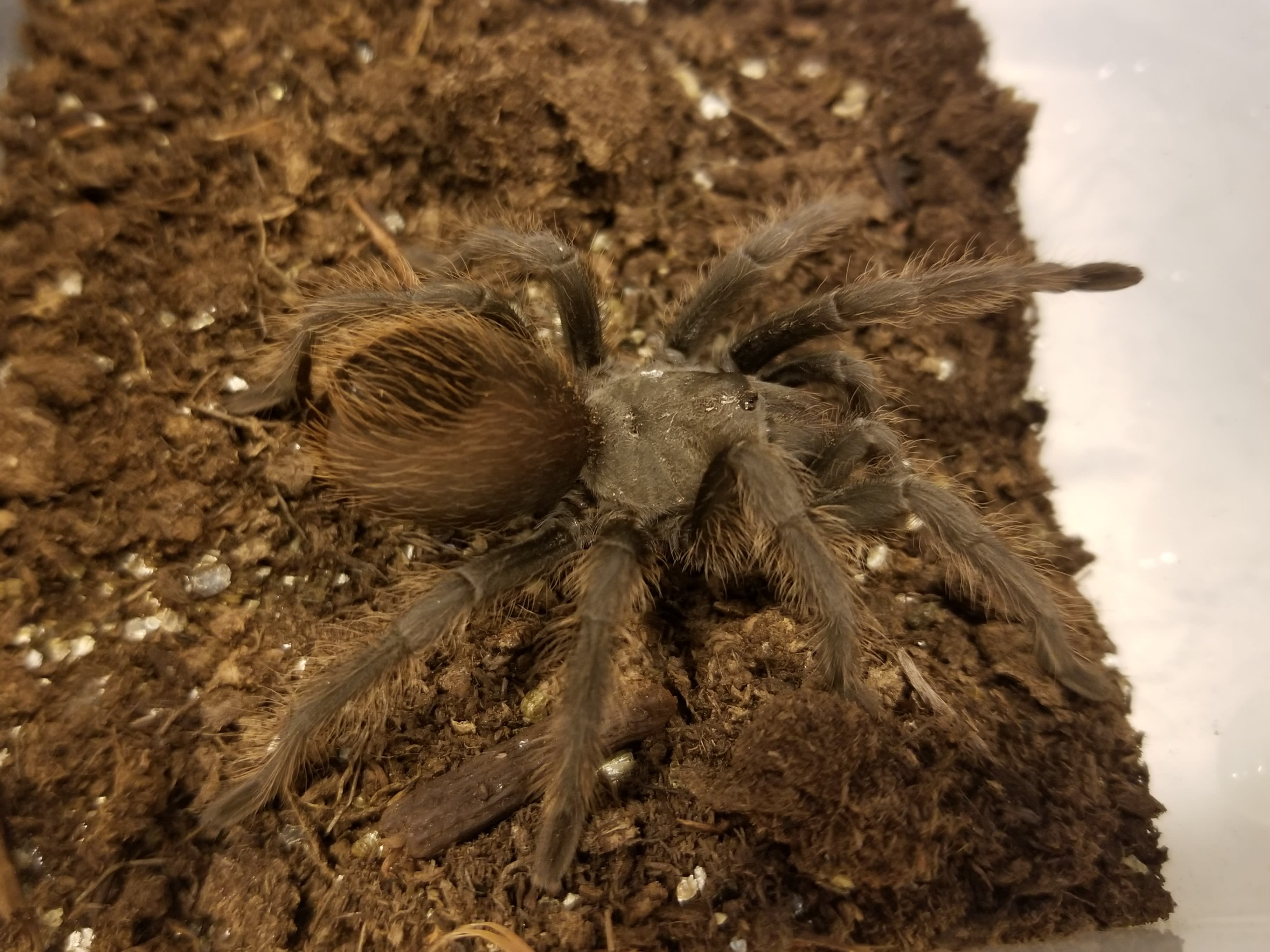 Dwarf Tarantula (Aphonopelma vorhiesi) 2.5" likely adult females