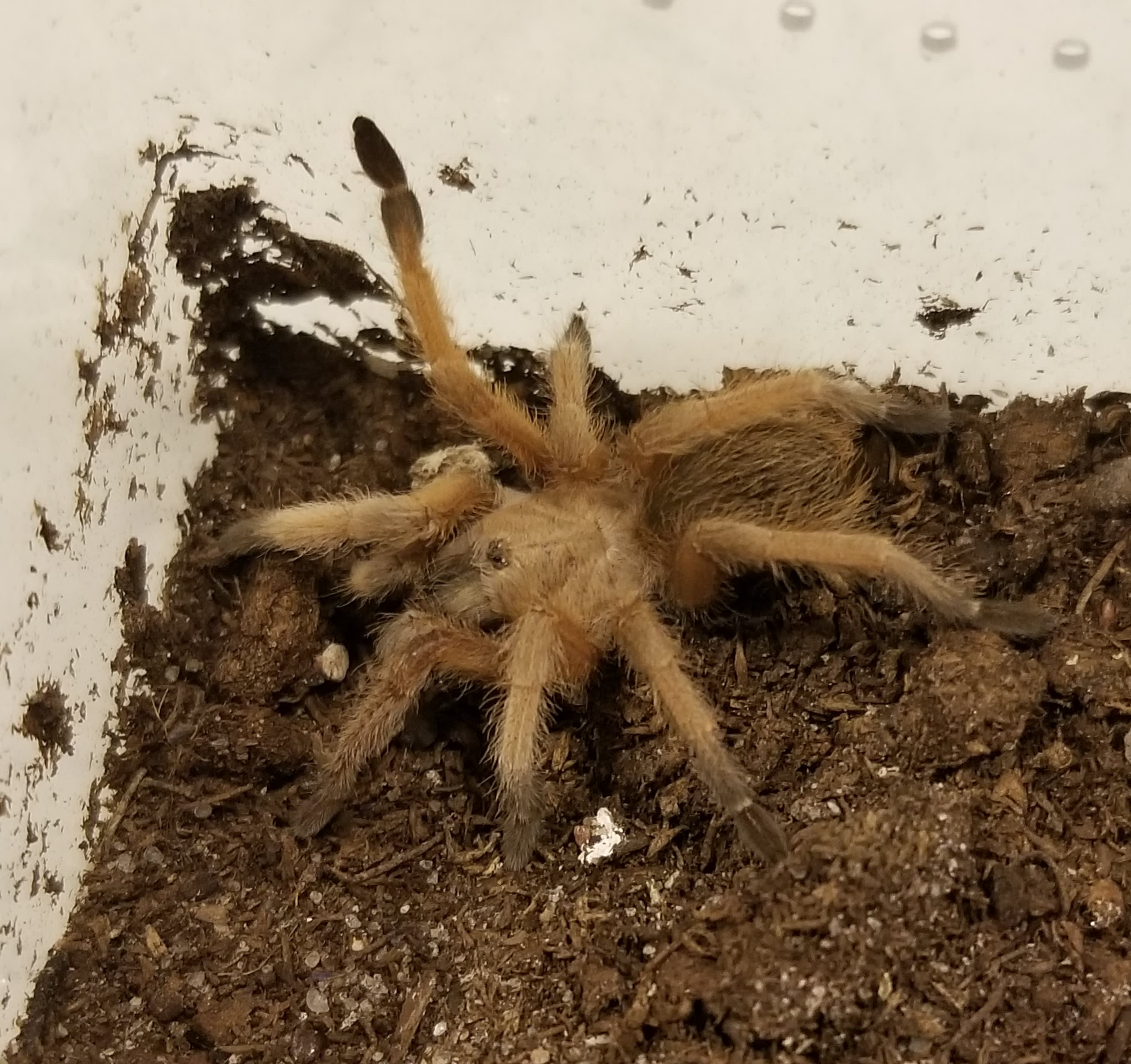 Small Rio Grande Gold Tarantula (Aphonopelma moderatum) - Tarantulas ...
