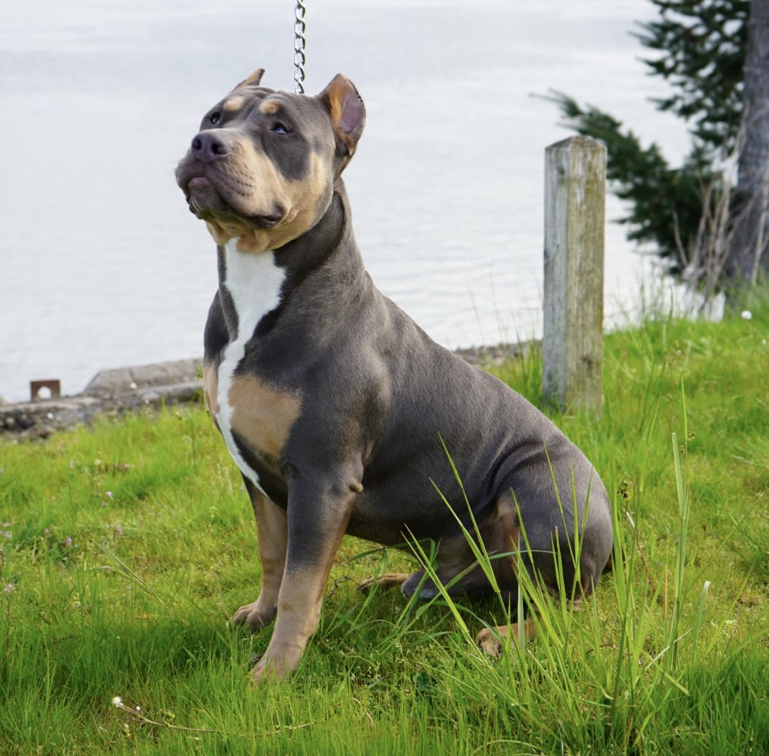Blue Nose Bully Pitbull