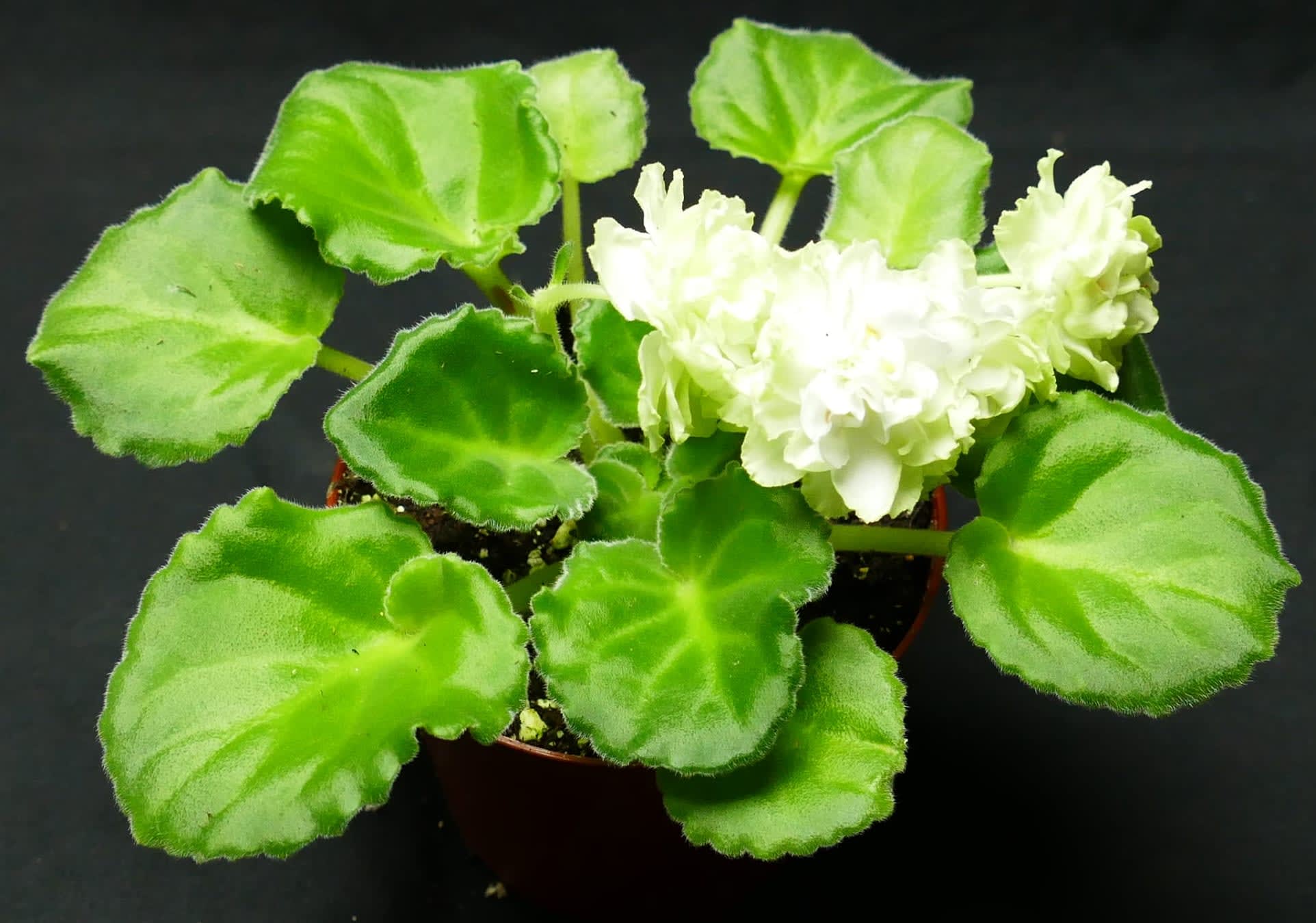 African Violet Spring Rose 4" Pot Standard - African Violets - Epic ...