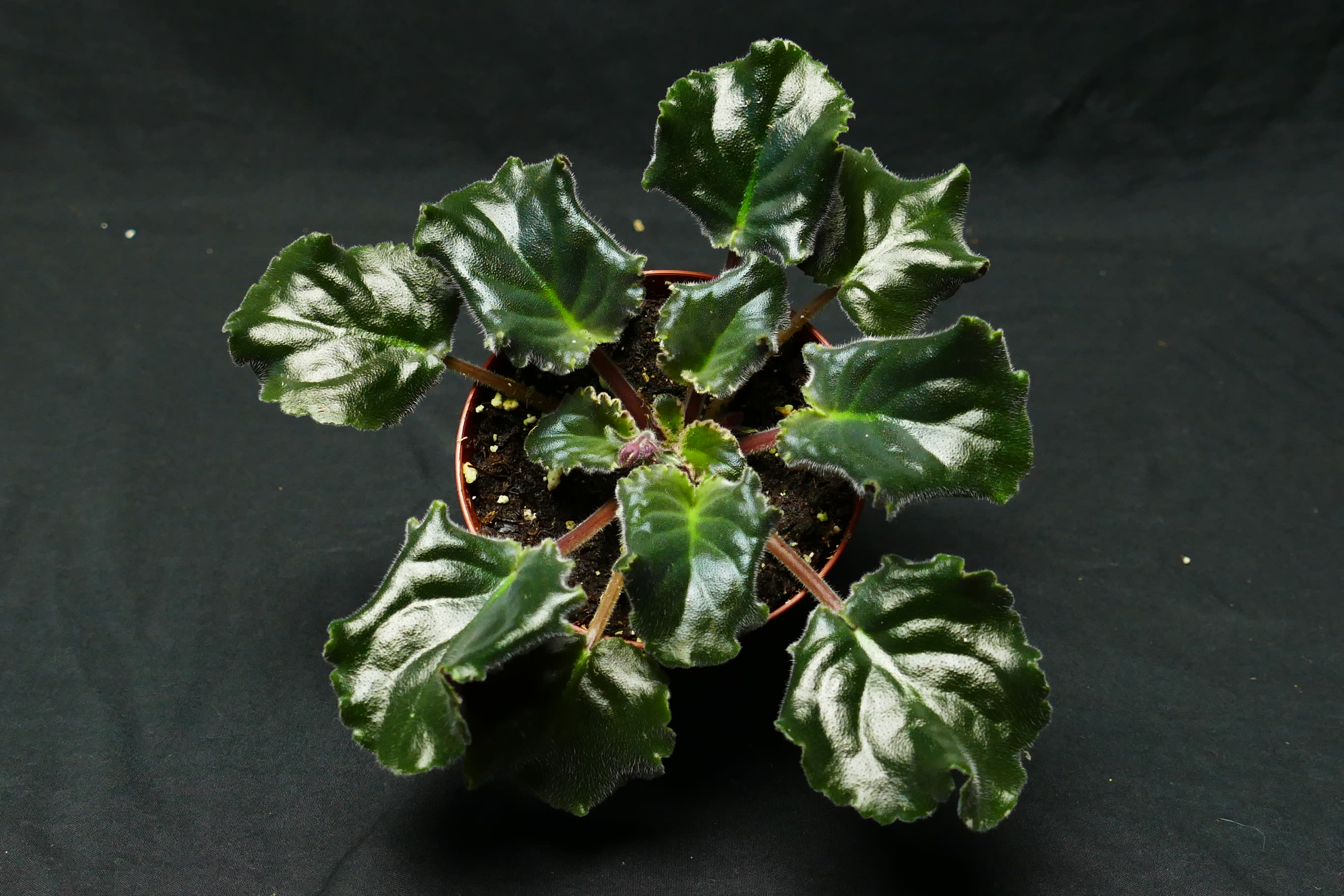 African Violet Wrangler's Gaudy Lady 4" Pot Variegated Standard