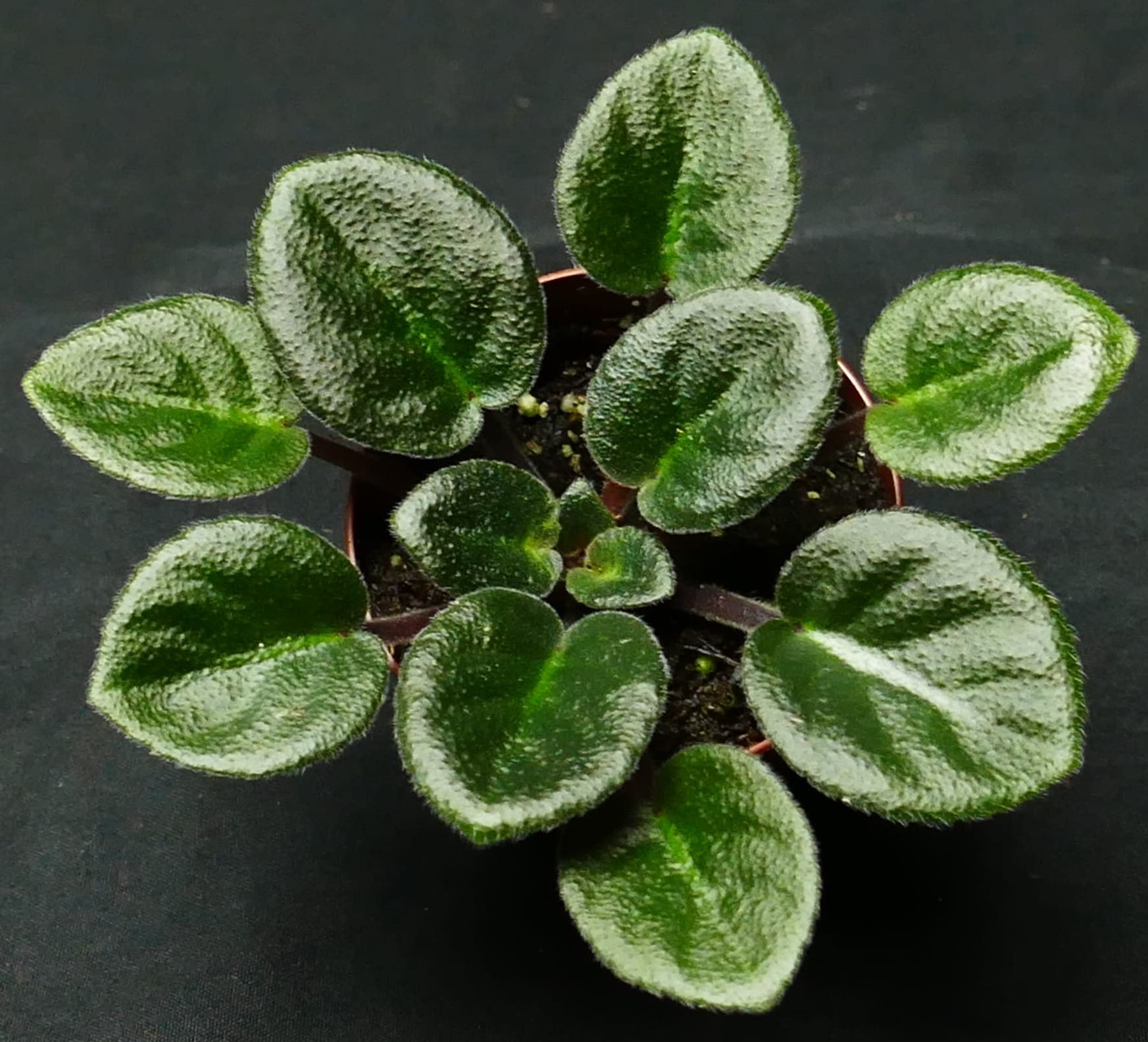 African violet Jolly Dear Simiminiature 2" pot - African Violets - Epic ...