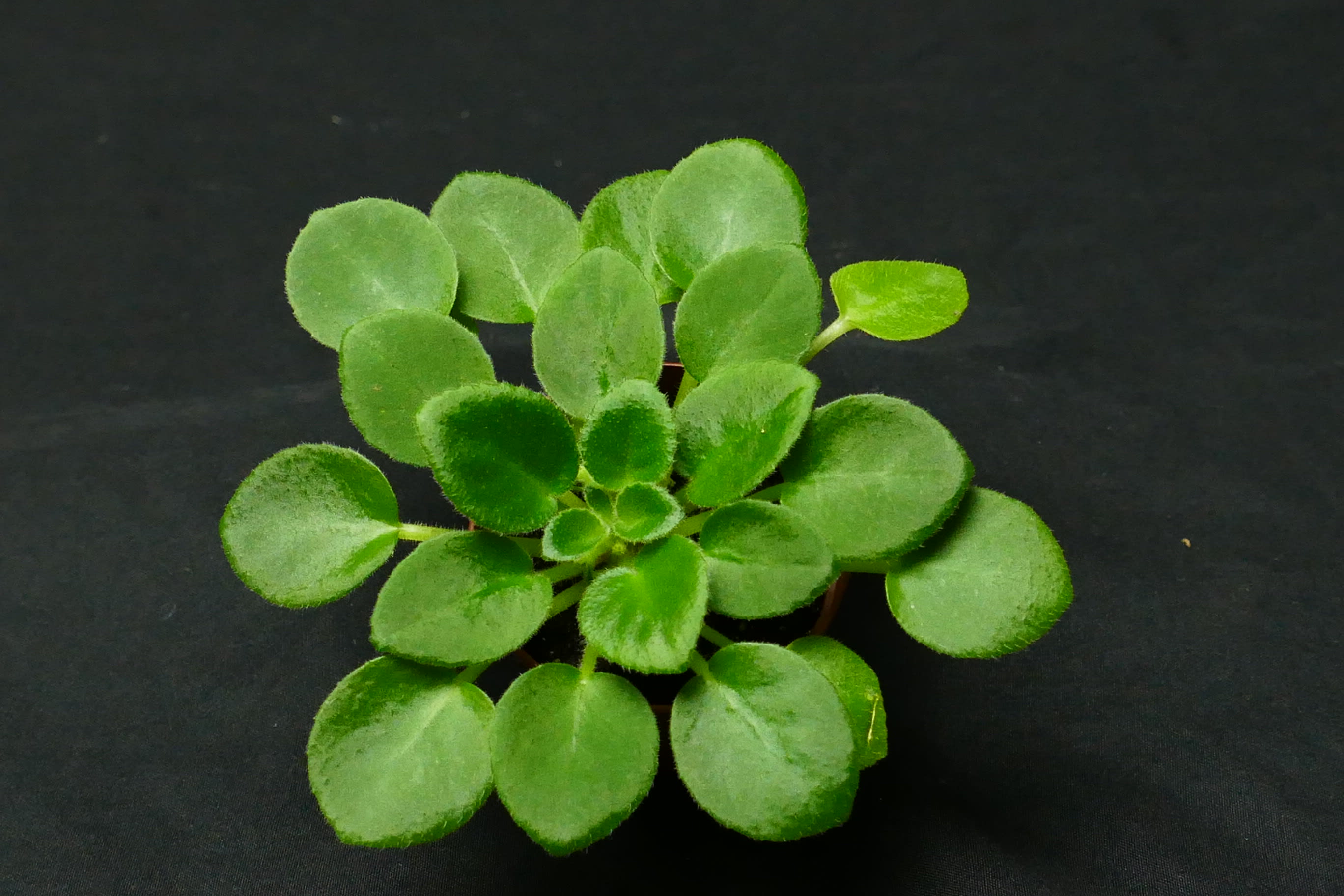 African Violet Harmony's Glacier SimiMiniature 2" Pot - African Violets - Epic Tropics & Exotics ...