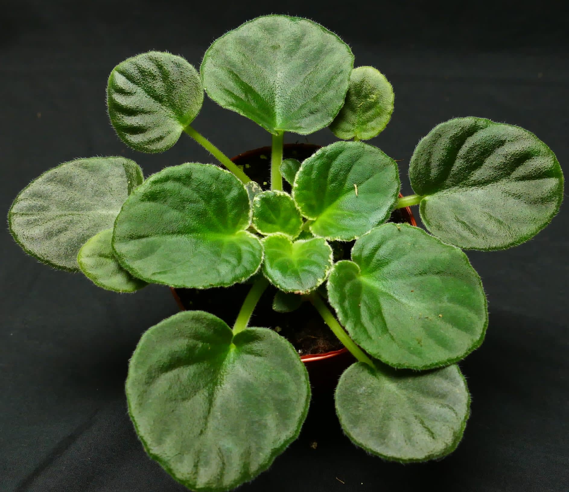 African Violet VaT Light in the Night 4" Pot Variegated Russian Standard