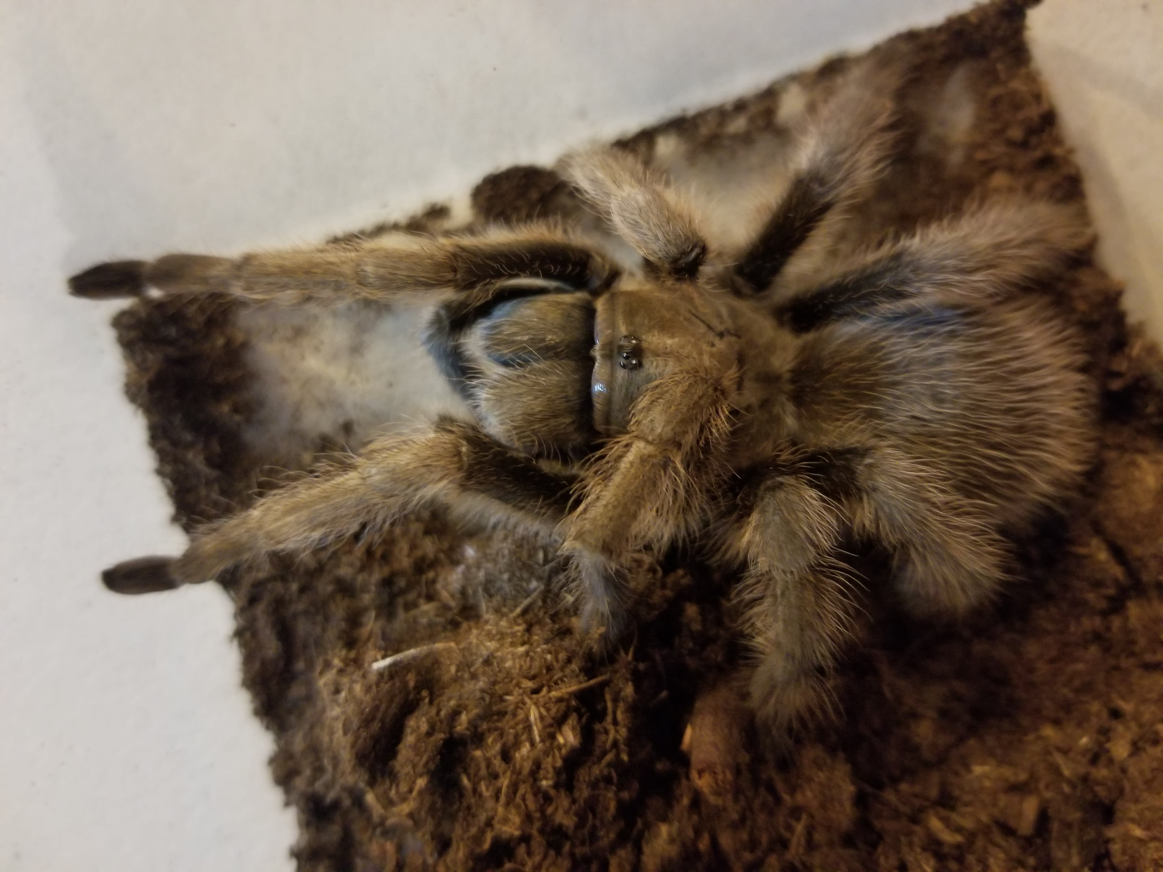 Chiricahuan Grey Tarantula (Aphonopelma gabeli) 3-4" - Tarantulas - Bug ...