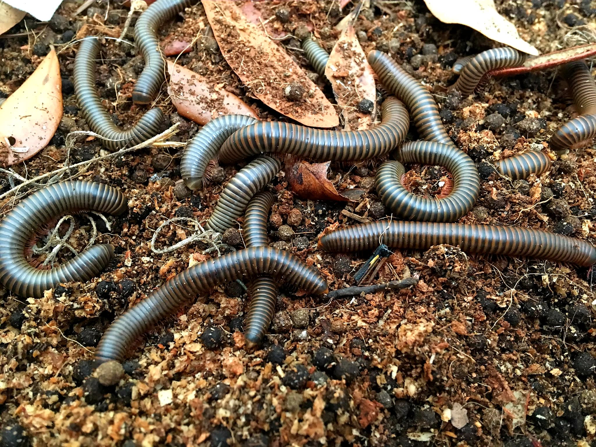 Pink foot millipede (Narceus Americanus) - Millipedes for Sale ...