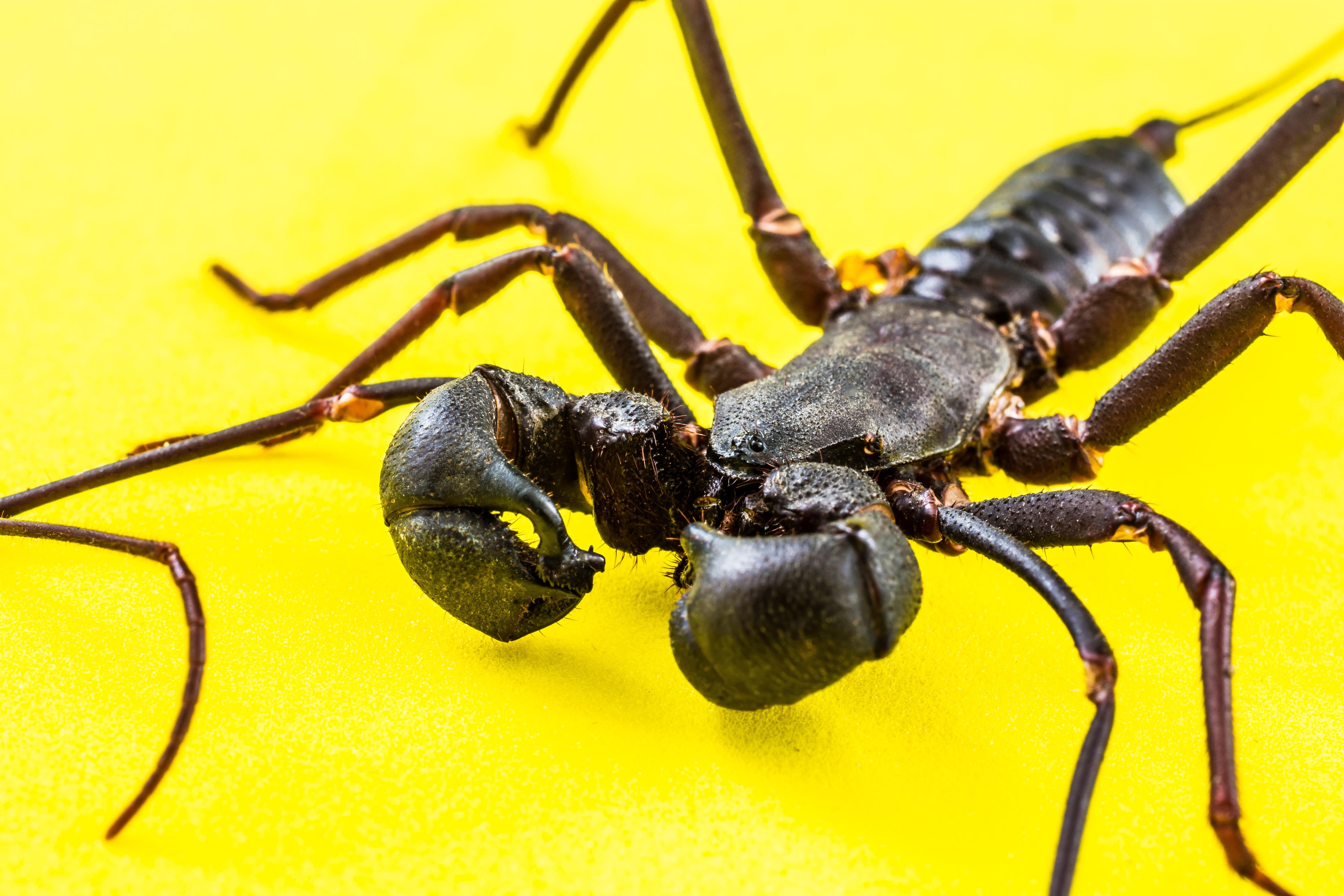 Why Choose Me - Vinegaroons Dot Net - Garden Grove Vinegaroons For Sale