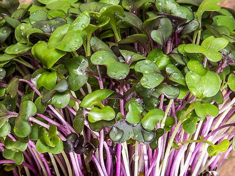 Organic Red Cabbage Microgreen - Local Organic Microgreens - Microgreen ...