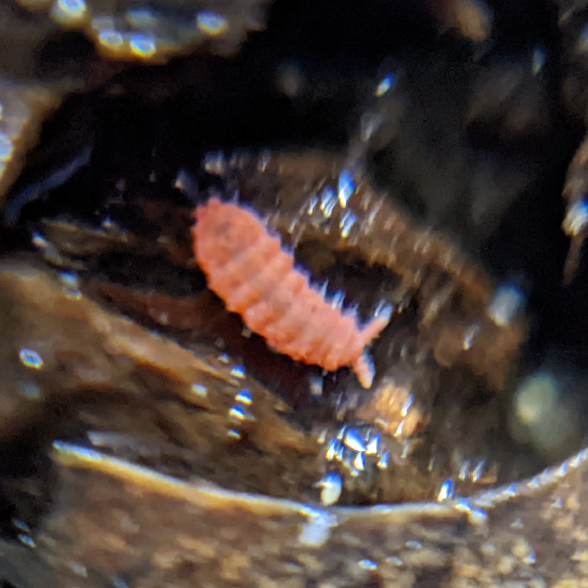 Orange "Gummy" -- Protonura Sp. - Springtails - Almost Heaven Herps ...