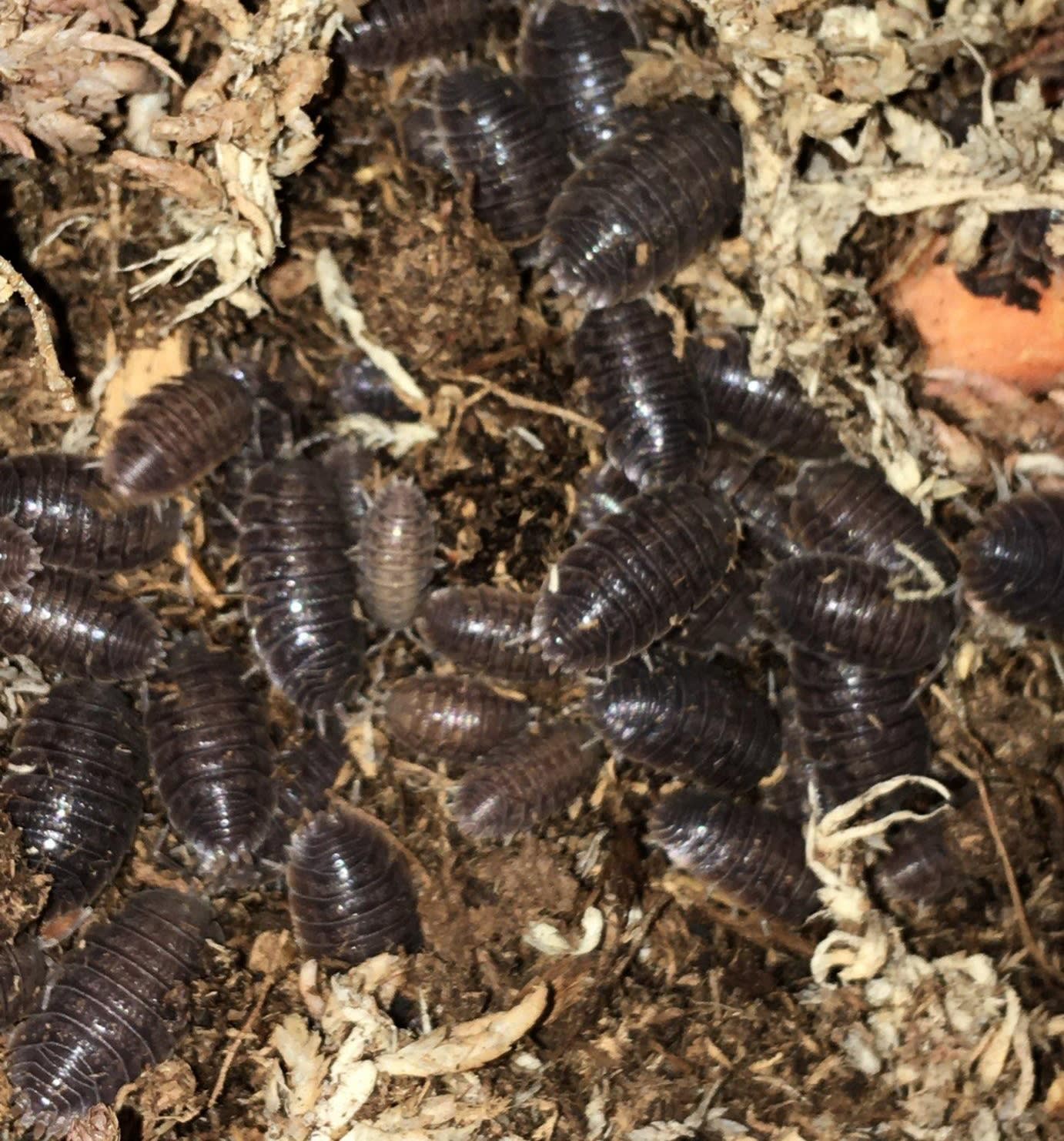 Giant Canyon Isopods - Isopods - Millipedes USA - Millipedes Pet Store ...