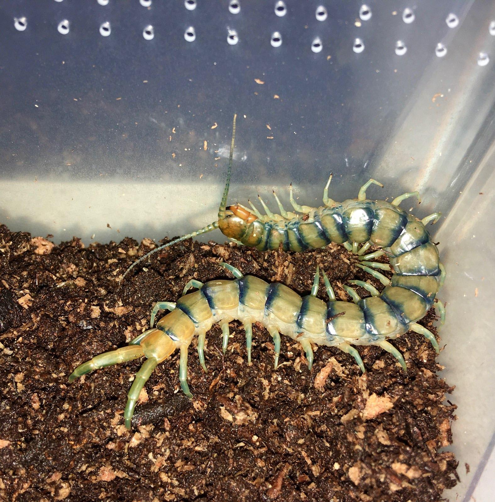 Scolopendra Polymorpha
