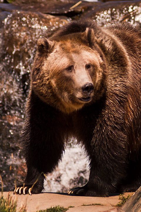 Grizzly bear up close - Wildlife - Michael Carr Photography ...