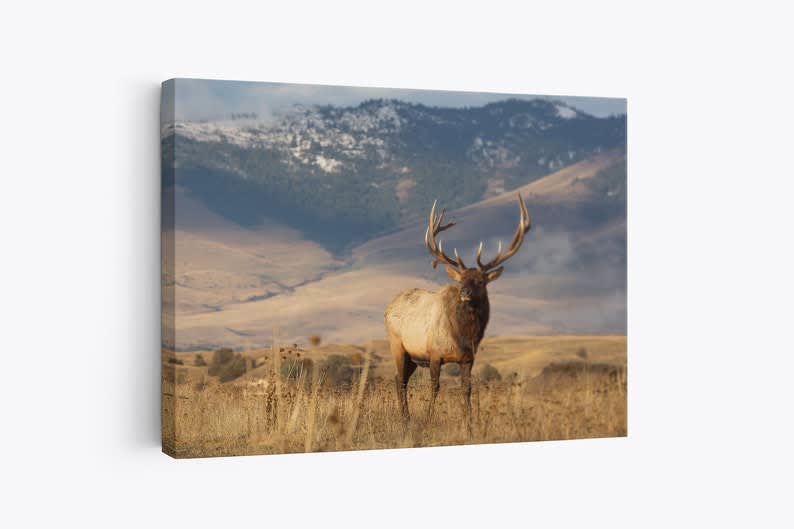 Montana's King Of The Hill Bull Elk - Wildlife - Michael Carr ...