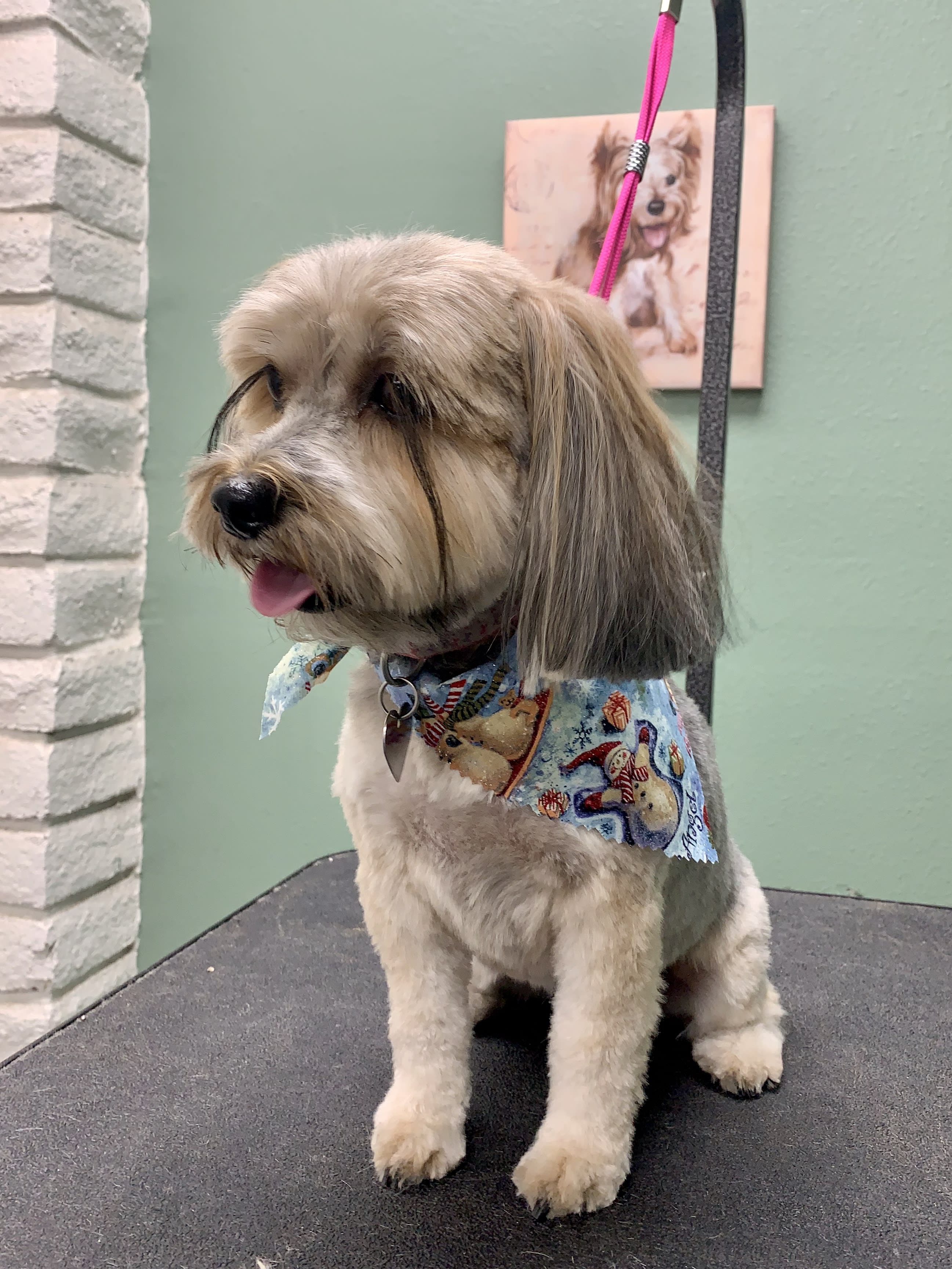 Our Lovely Staff - Puppy Love Pet Grooming | Pet Grooming Services | Mesa