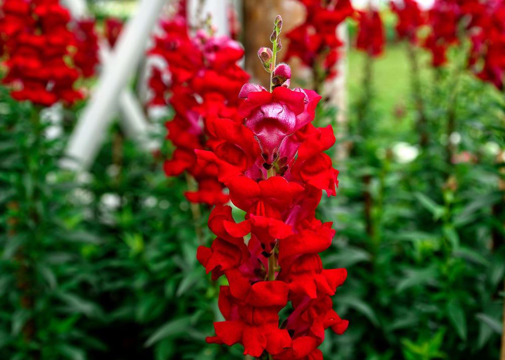 Red Snapdragon Flowers