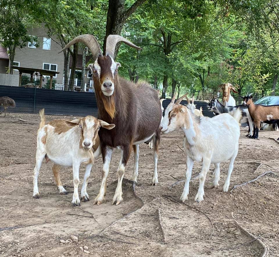 Goats & Sheeps - Adoption - Believe in Vegan Ranch | Non-profit Animal ...