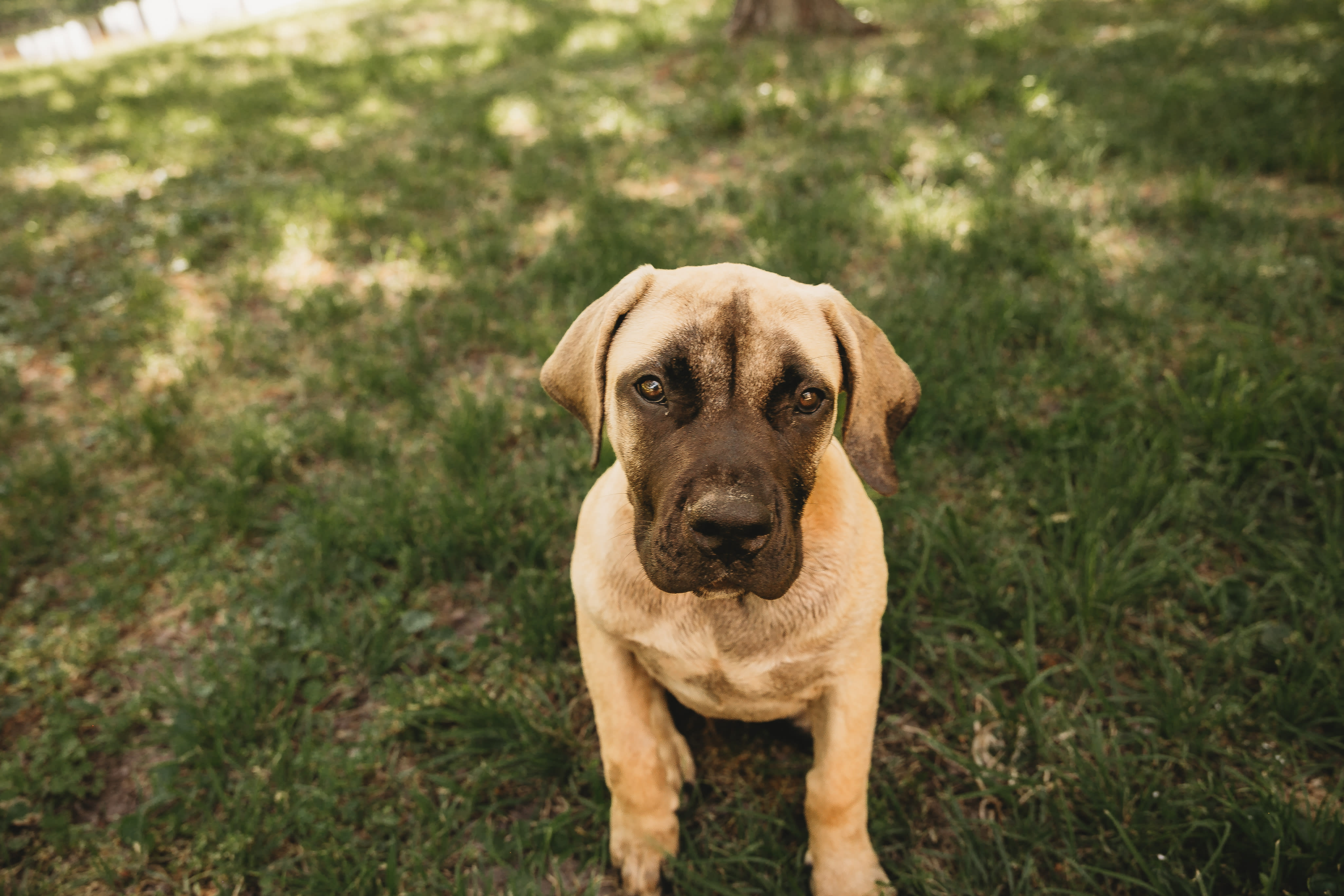 Clasen’s Majestic Nala - Adult dogs - Majestic Boerboels | Dog Kennel ...