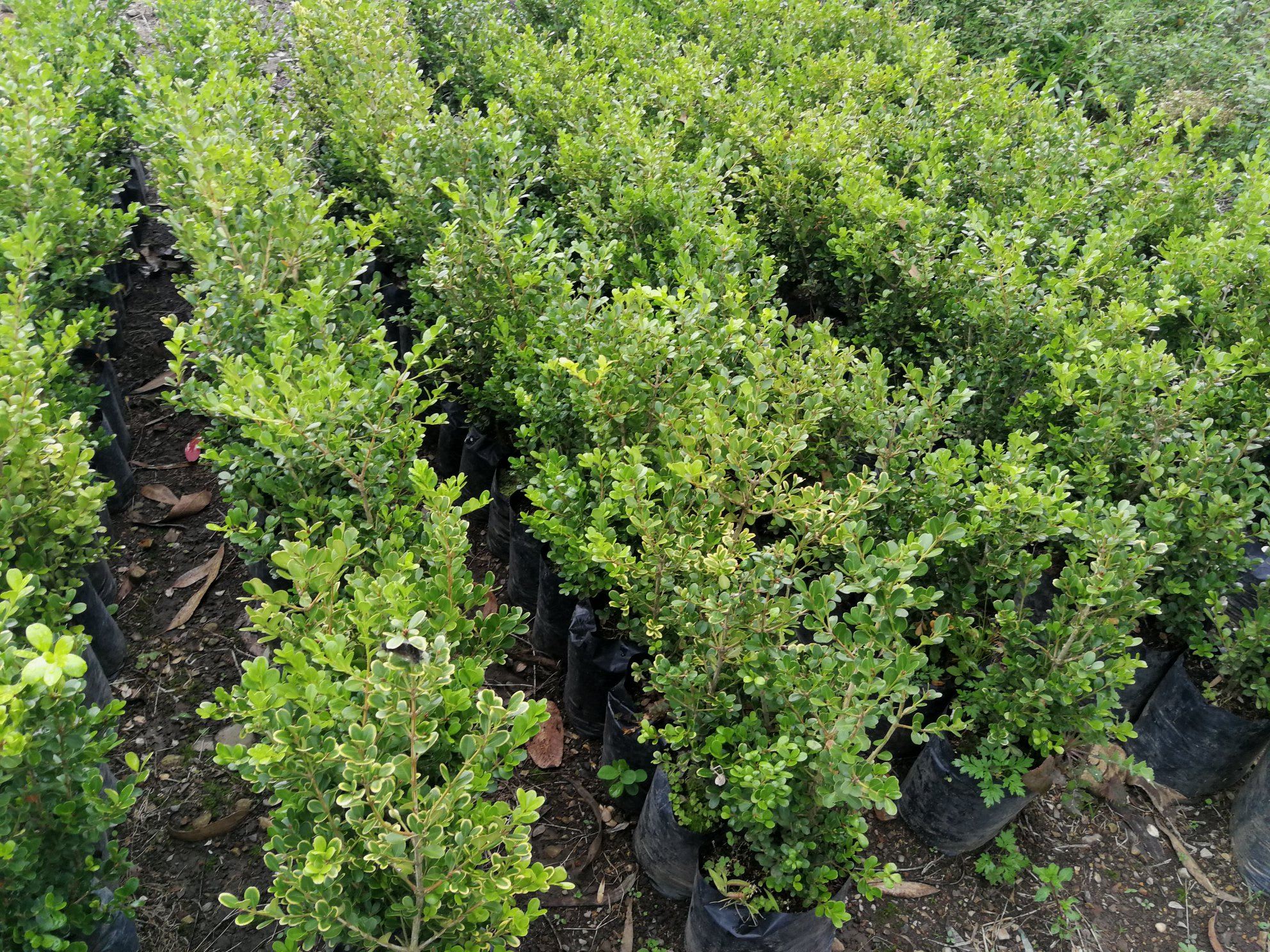 Buxus - Plantas para cercas viva y encerramientos vivos. - Viveros de ...