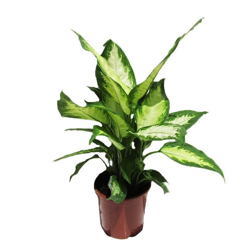 Dieffenbachia Camila - Plantas para interior - Viveros de Colombia ...