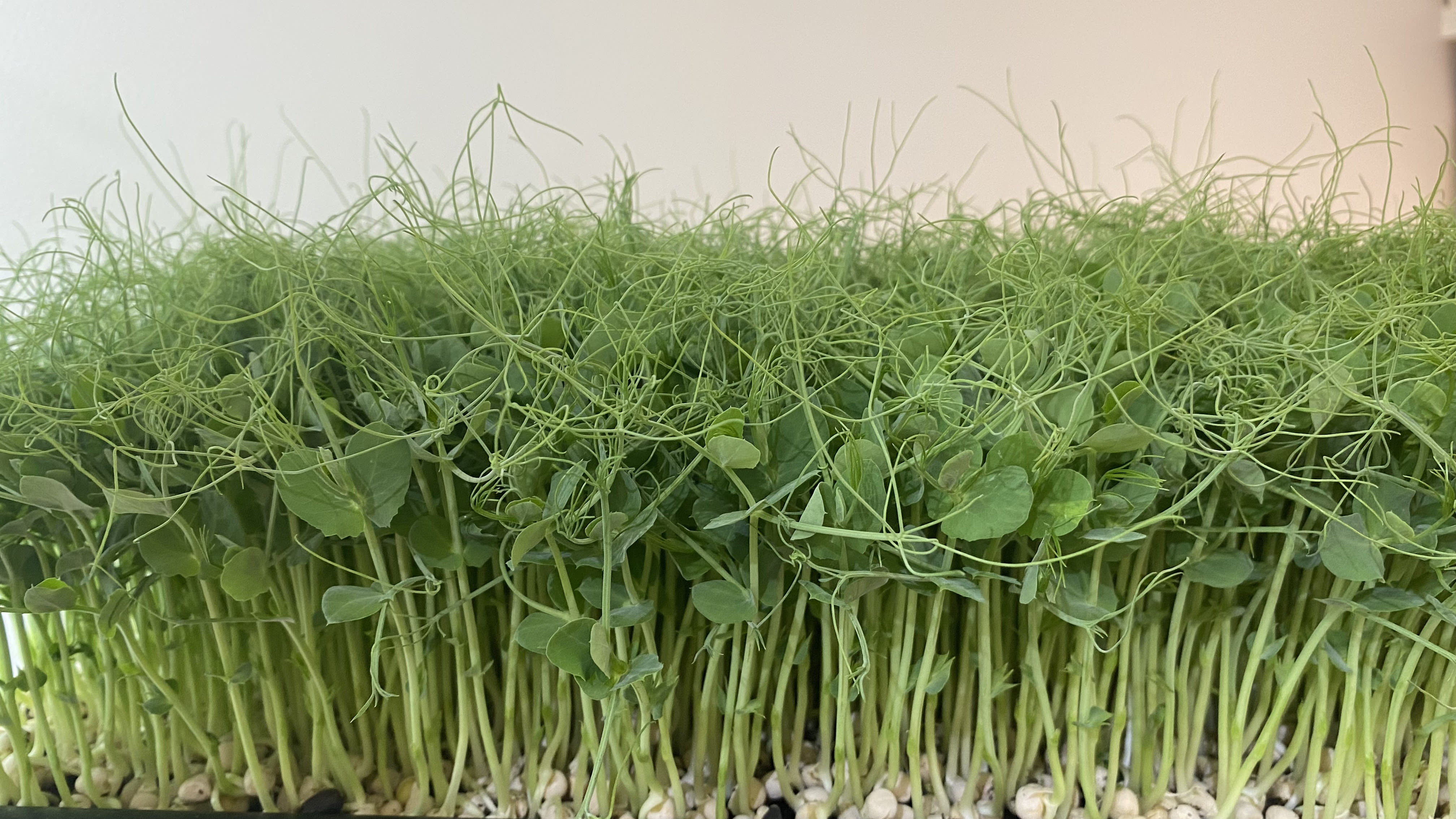 Seed Leaf Micro Farm | Microgreens Farm & Producers | Yateley