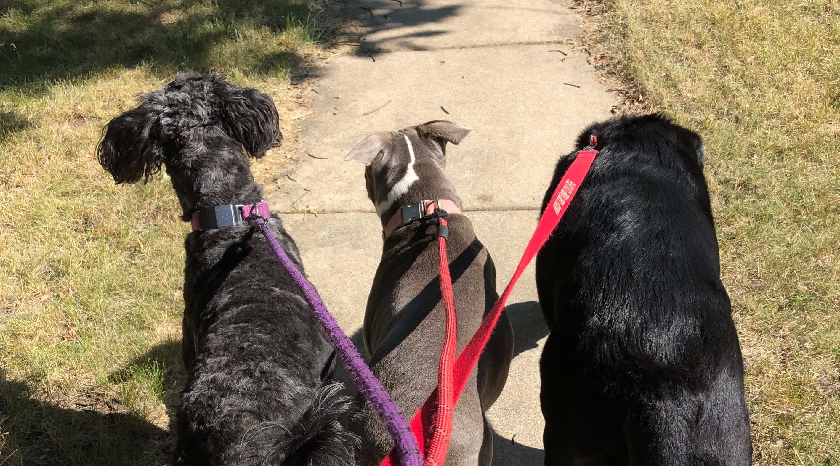 Polite K9 Training | Dog Care and Dog Training | Midland