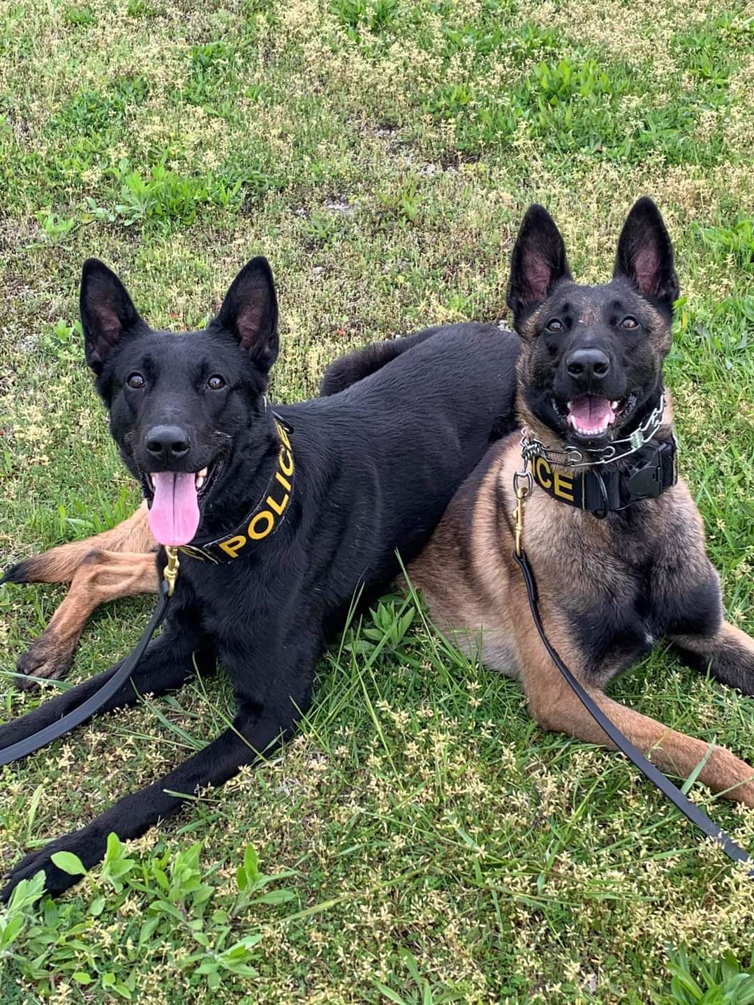 Personal Protection K9s - K9 Training - All in K9 Services | Dog ...