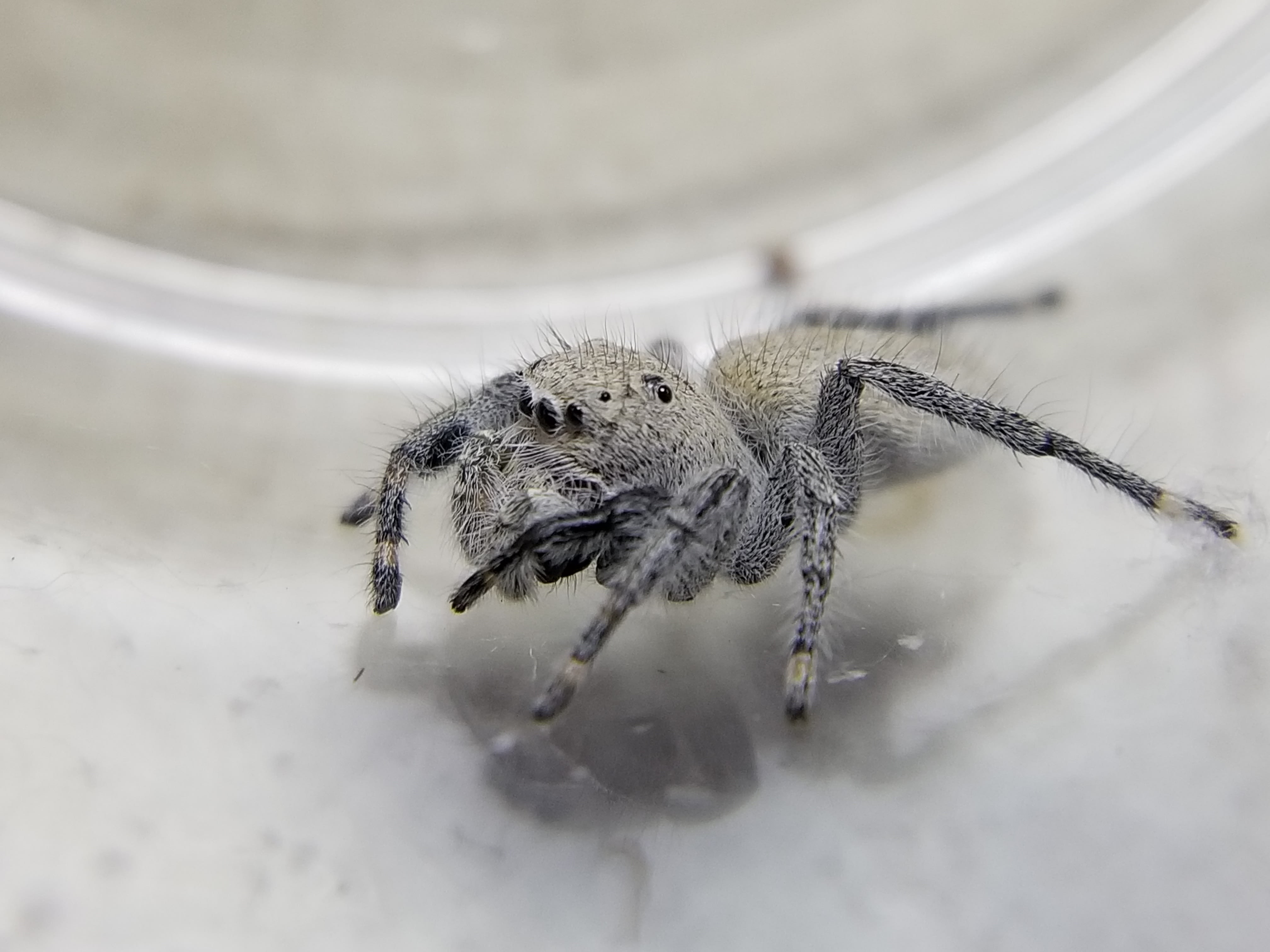 Baby Jumping Spiders