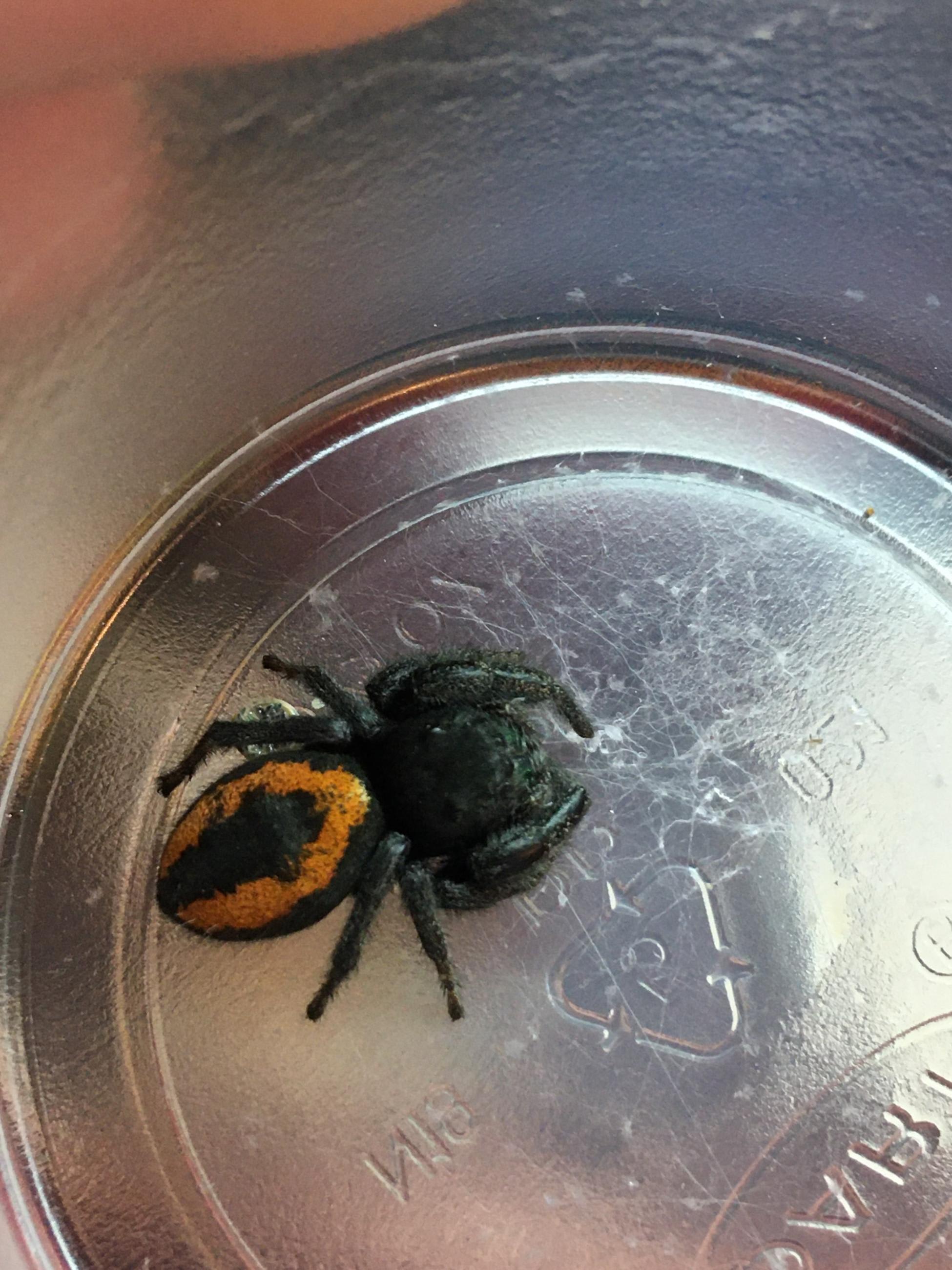Red Back Jumping Spider (Phidippus johnsoni) - Available Jumping Spiders