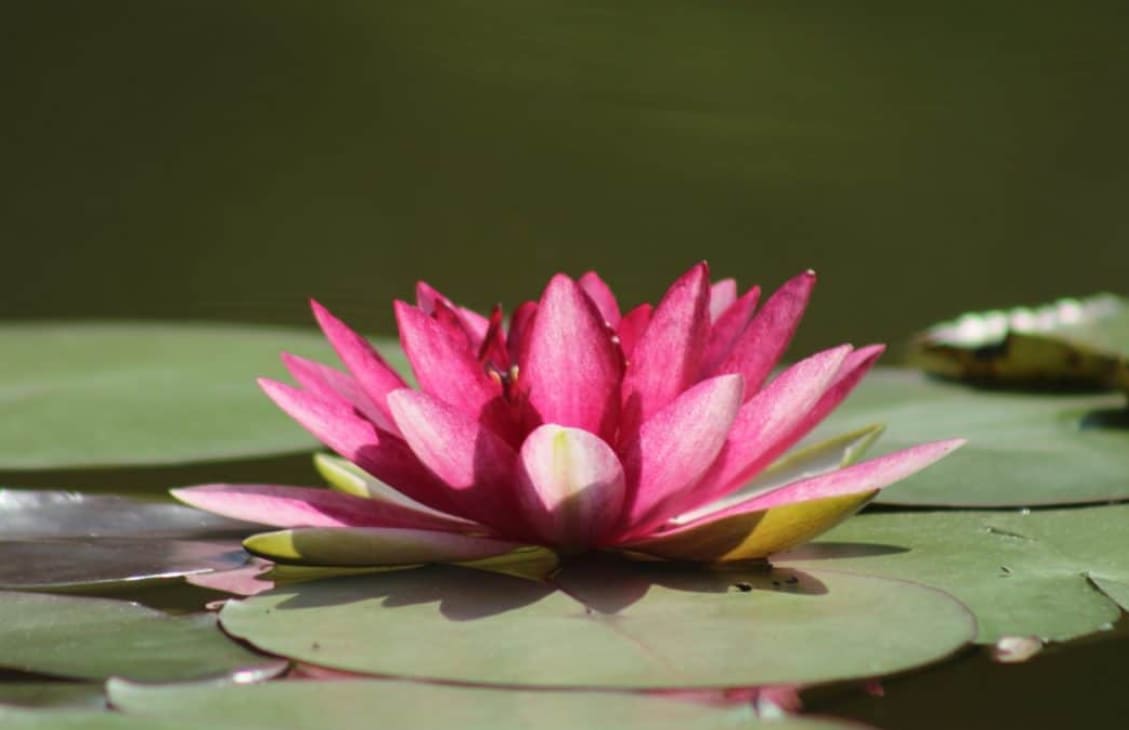 The Magenta Lotus | Handmade Jewelry & More in Hilliard, OH