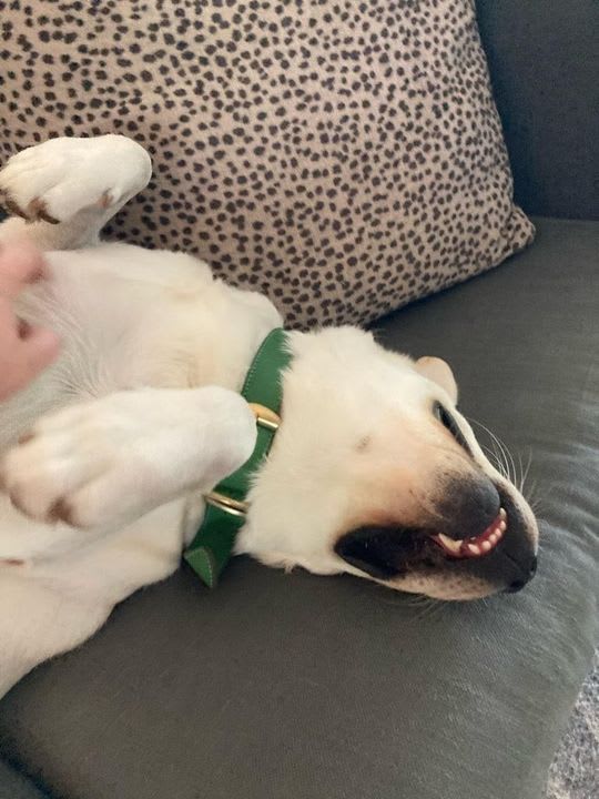 Drop-In Pet Visit | Pet Services Plus Greenville, SC