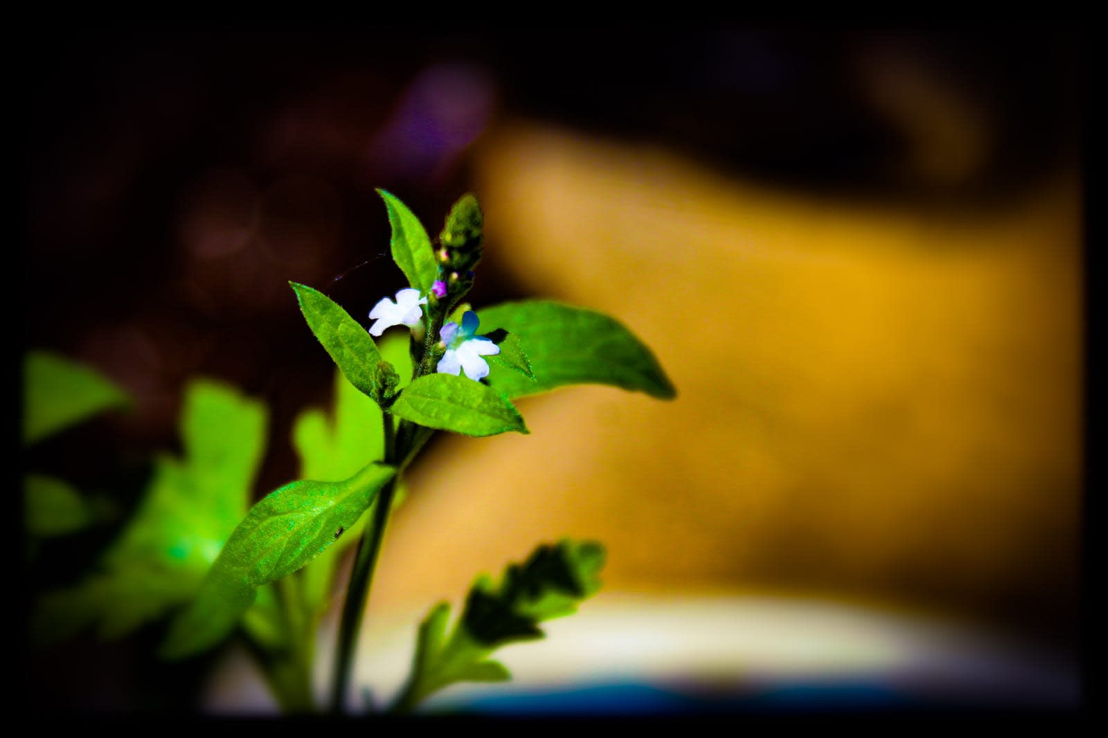 Blue Vervain - Herbal Tea Blends - Natural Drinks LLC | Juice Bar | New ...