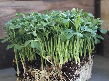 Radish mix - Microgreens - Rocky River Microgreens | Microgreens E ...