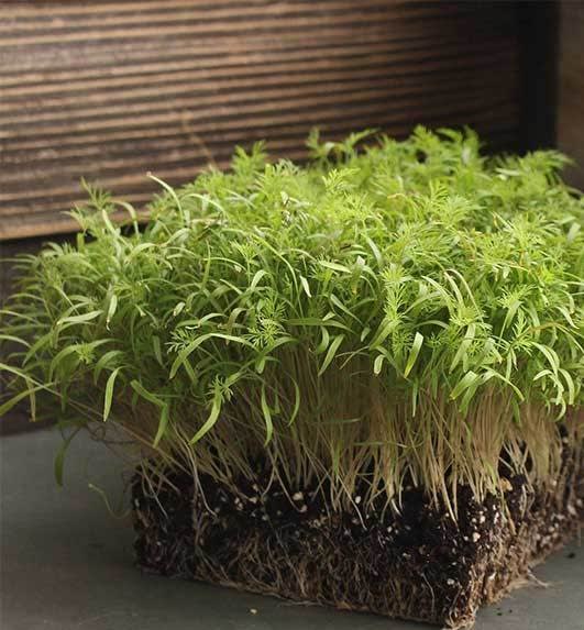 Amaranth - Microgreens - Rocky River Microgreens | Microgreens E ...