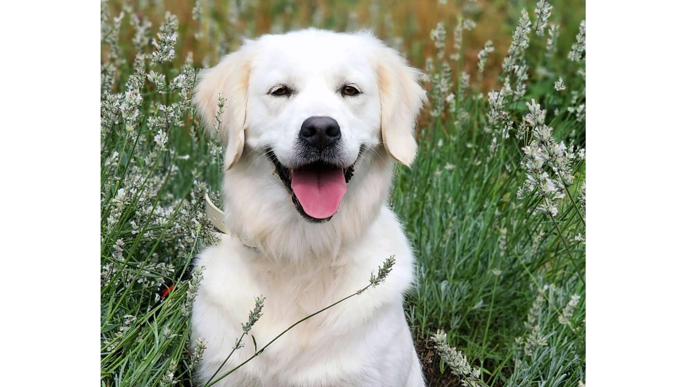 Puget Sound Golden Kennels | Breeder | Lake Stevens