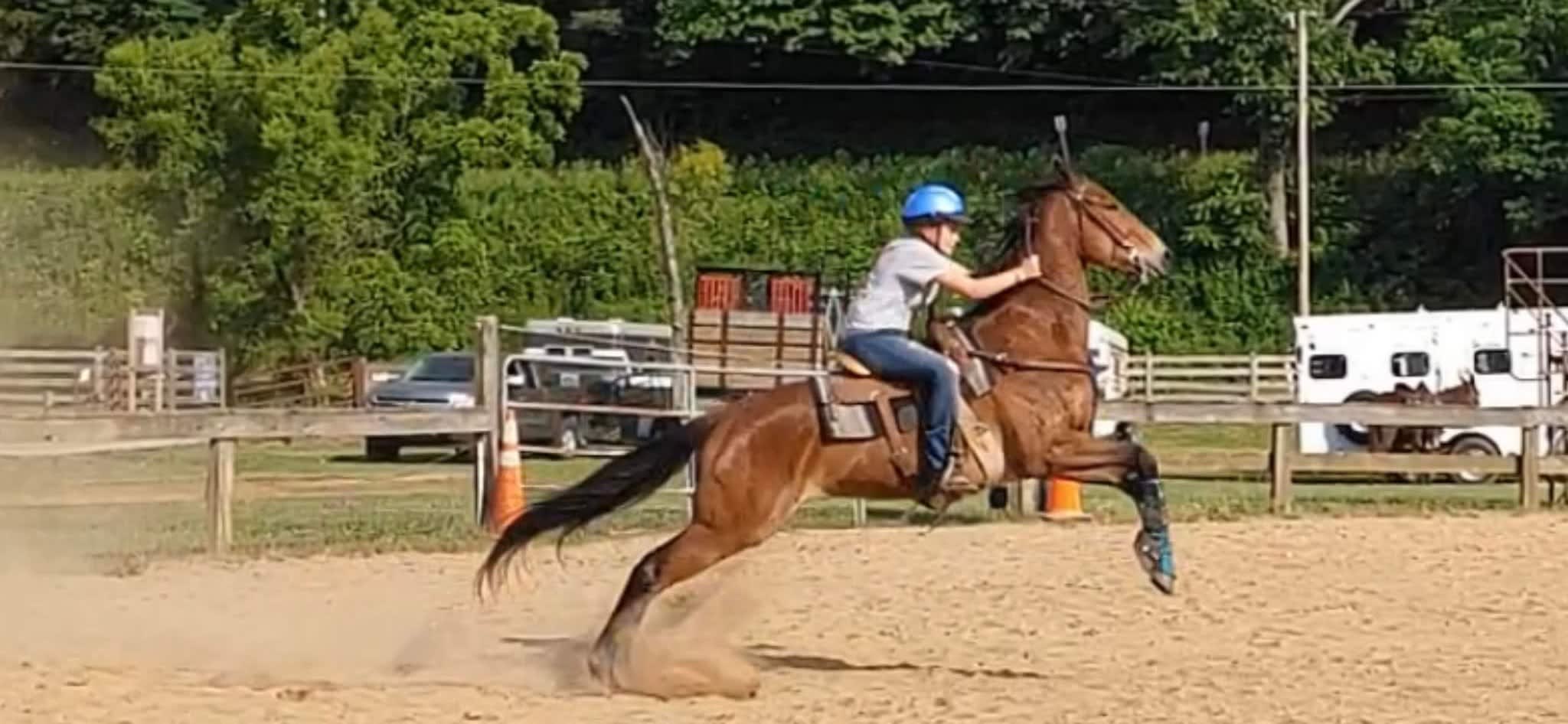 Best Horse Riding in Franklin - Little Rascals Pony Rides And Petting ...