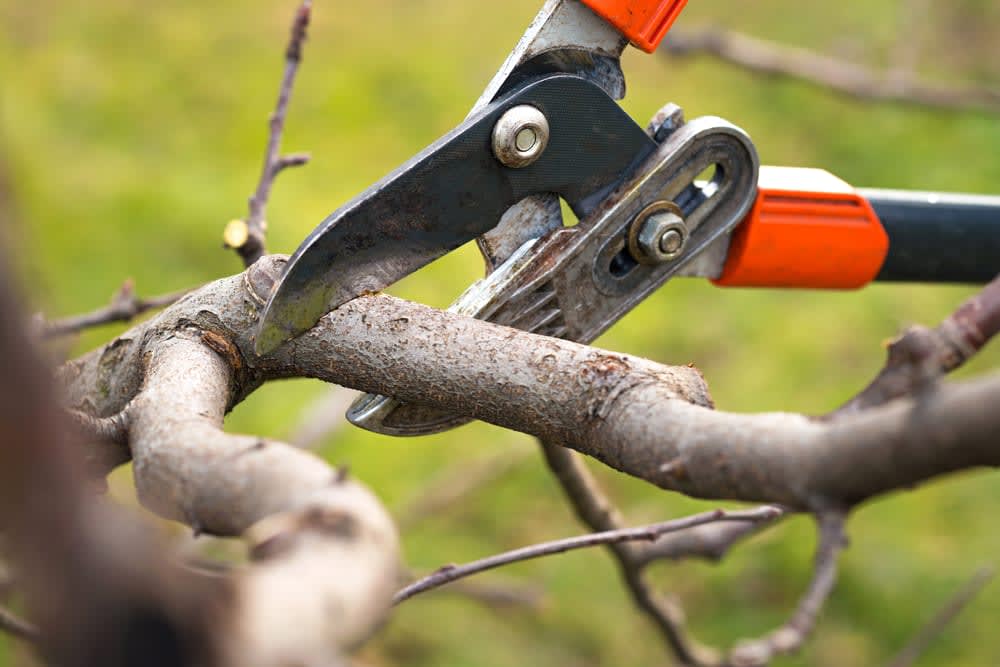 Tree Pruning - Our Tree Solutions - Town & Country Tree Service | Full ...