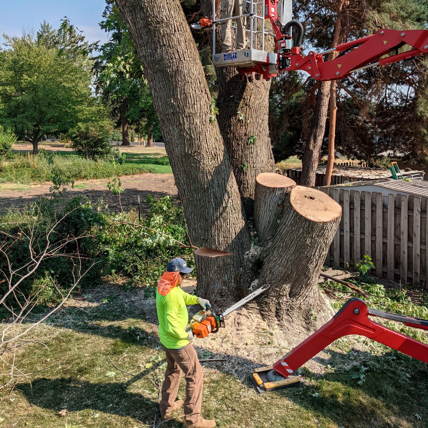Over 40 Years Of Expertise - Town & Country Tree Service | Full Tree ...