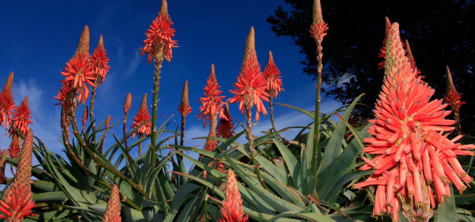 805 Aloe | Aloe Arborescens Delivery in Oxnard