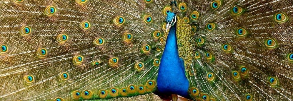 The Indigo Collective | Metaphysical Supply Store | Pasadena